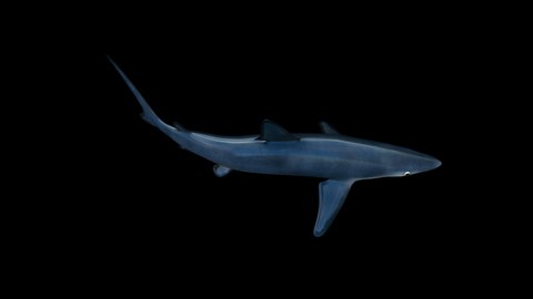 Blue Shark Top View Swim Loop Stock Footage Video (100% Royalty-free ...