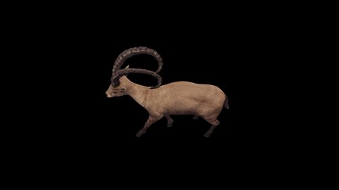 Ibex Walk Top View Animation Full Stock Footage Video (100% Royalty ...