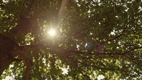 Forest Sun Rays Pass Through Trees Stock Footage Video (100% Royalty ...