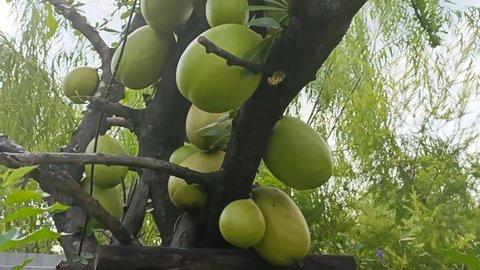 Mexican Calabash Big Exotic Fruit Green Stock Footage Video (100% ...
