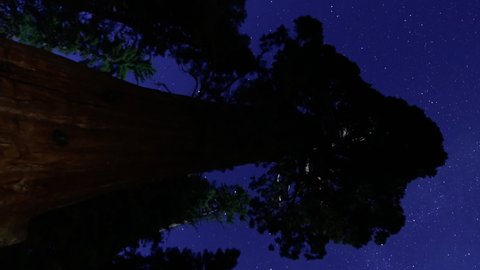 Sequoia Tree Vertical Shot Milky Way Stock Footage Video (100% Royalty-free) 1093983775 ...