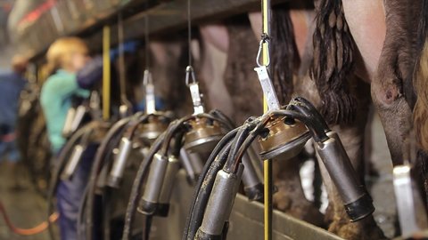 Automatic Milking Cows Automated Milking Cows Stock Footage Video (100% ...