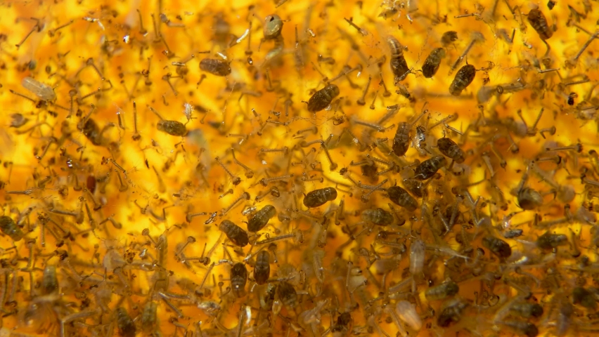 Mosquito Swarm Stock Video Footage | Royalty Free Mosquito Swarm Videos ...