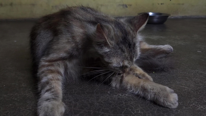 32 Short fur texture Stock Video Footage - 4K and HD Video Clips ...