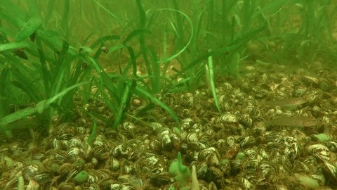 Several Invasive Round Goby Neogobius Melanostomus Stock Footage Video ...