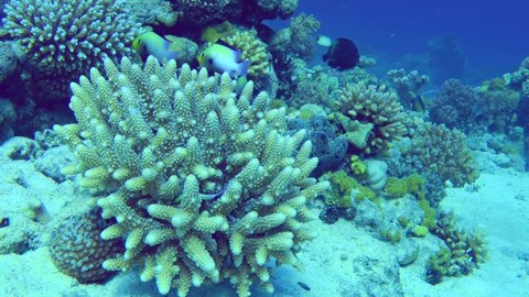 Flock Marginate Dascyllus Dascyllus Marginatus Comes Stock Footage ...