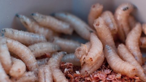 Closeup Maggots Larvae Move Plastic Box Stock Footage Video (100% ...