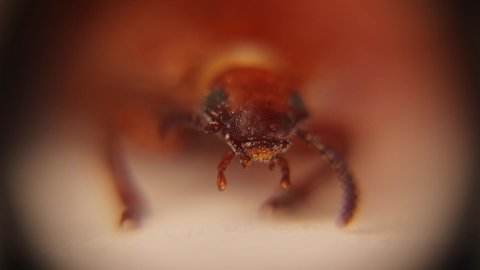 Mealworm Under Microscope Beetle Face its Stock Footage Video (100% ...