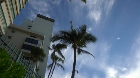 Pan Down Palm Tree Background Beautiful Stock Footage Video (100% ...