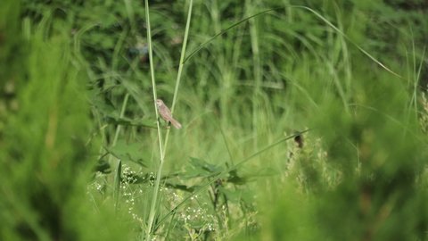 Beautiful Bird Blown Away By Bulbul Stock Footage Video (100% Royalty ...
