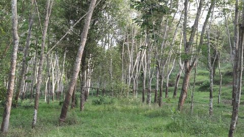 Scenery Rubber Plantation Semarang Regency Central Stock Footage Video ...