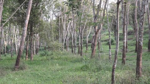 Scenery Rubber Plantation Semarang Regency Central Stock Footage Video ...