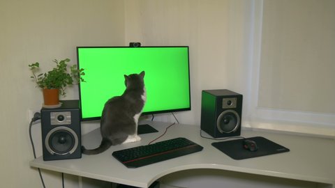 Cat Looks Green Screen Computer Chromakey Stock Footage Video (100% ...