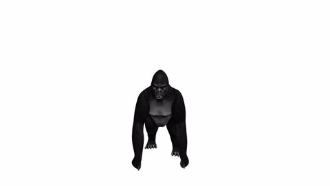 Gorilla Roar Front View Animation Full Stock Footage Video (100% ...