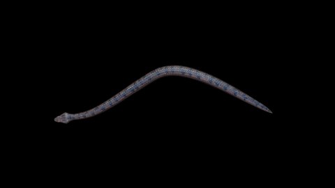 Realistic 3d Snake Animationfull Hd Second Stock Footage Video (100% ...