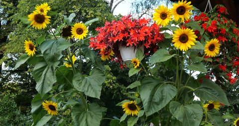 Summer Garden Sunflowers Cascading Trailing Begonias Stock Footage ...
