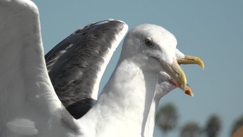 Two Seagulls Talking Talking Each Other Stock Footage Video (100% ...