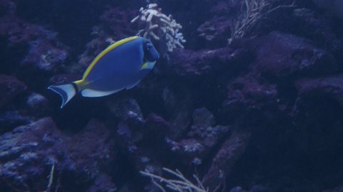 Pacific Blue Tang Fish Palette Surgeonfish Stock Footage Video (100% ...