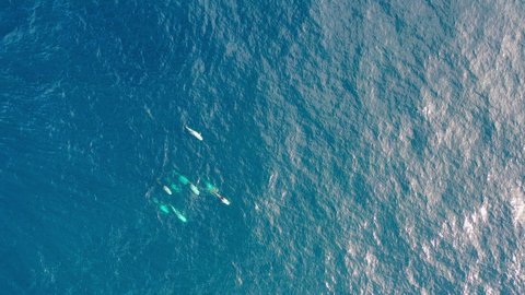 Aerial Top Downward Shiver Sharks Swimming Stock Footage Video (100% ...