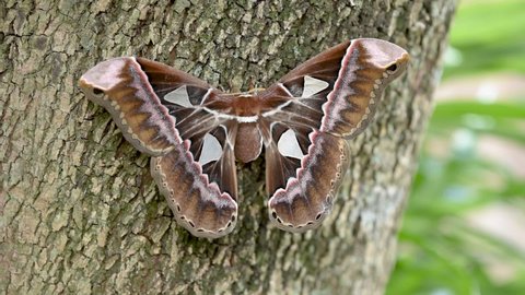 Giant Moth Flaps Colorful Wings On Stock Footage Video (100% Royalty ...