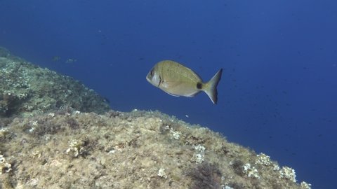 Undersea Scene Bream Fish Swimming Clean Stock Footage Video (100% ...