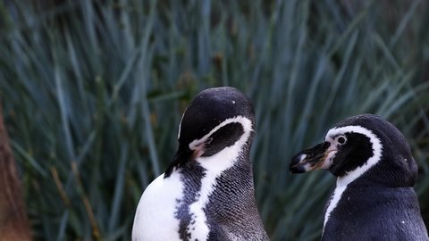 Slow Motion Couple Humboldt Penguins Shaking Stock Footage Video (100% ...