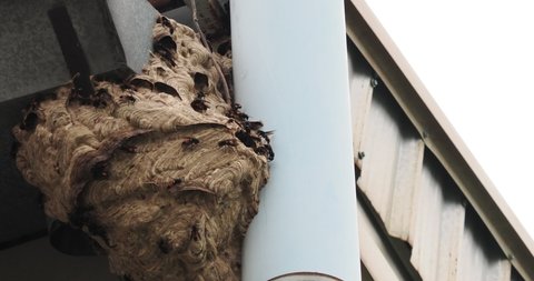 Wasps Nest Wasps Build On Wall Stock Footage Video (100% Royalty-free ...