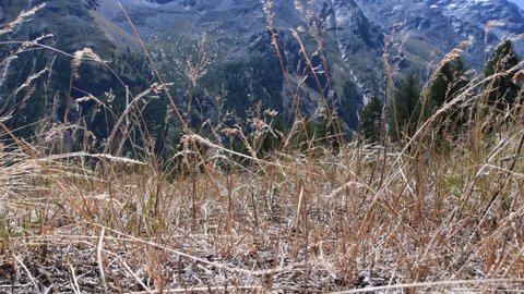 Alpine Prairie Grasses Alps Stock Footage Video (100% Royalty-free ...