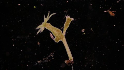 Hydra Under Microscope Hydra Genus Small Stock Footage Video (100% ...