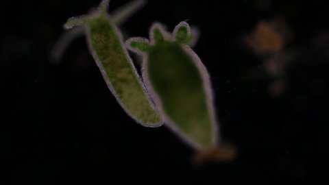 Hydra Under Microscope Hydra Genus Small Stock Footage Video (100% ...