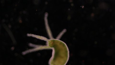 Hydra Under Microscope Hydra Genus Small Stock Footage Video (100% ...
