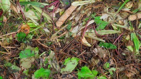Compost Heap Organic Waste Biodegradable Human Stock Footage Video (100 ...