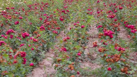 Rose Plantation Growing Roses Seedlings Rose Stock Footage Video (100% ...