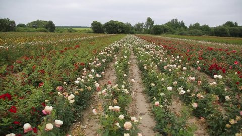 Rose Plantation Growing Roses Seedlings Rose Stock Footage Video (100% ...