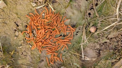 Caterpillar Crawling On Soil Caterpillar Closeup Stock Footage Video ...