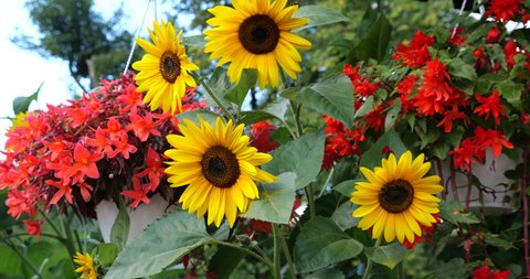 Summer Garden Sunflowers Cascading Trailing Begonias Stock Footage ...