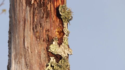 Two Small Willow Tits Entering Nesting Stock Footage Video (100% ...