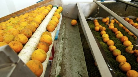Washing Cleaning Sorting Fresh Oranges By Stock Footage Video (100% ...