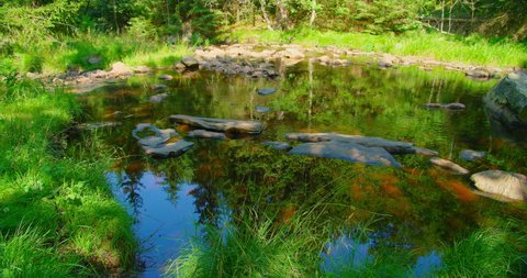 Still Water Forms Reservoir Forest Thicket Stock Footage Video (100% ...