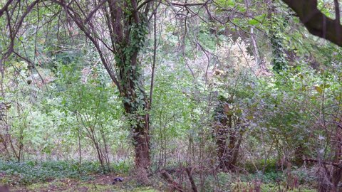 Walking Into Forest Colorful Foliage Adventure Stock Footage Video (100 ...