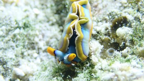 Thuridilla Lineolata Species Sea Slug Stock Footage Video (100% Royalty ...