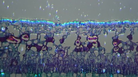 Jasminum Nudiflorum Leaf Filmed Under Microscope Stock Footage Video ...