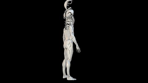 Anatomy Body Skeleton Transform Animationfull Hd Stock Footage Video ...