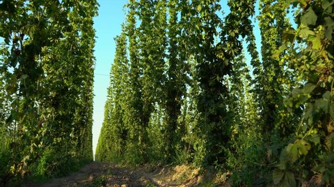 Plantation Full Hops Plants Climbing Long Stock Footage Video (100% ...