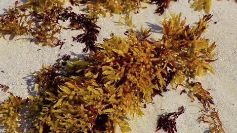 Yellow Red Orange Seaweed Seagrass Sargazo Stock Footage Video (100% ...
