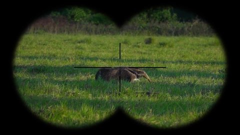 Anteater Seen Through Binoculars Bird Watching Stock Footage Video (100 ...