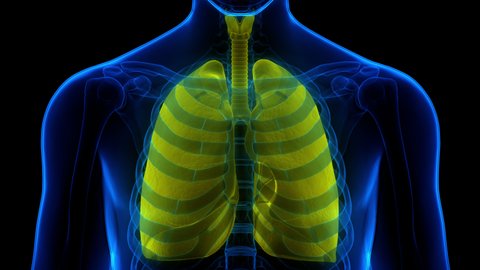 Human Respiratory System Lungs Anatomy Animation Stock Footage Video ...