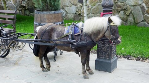 Pony Harnessed Cart Standing Still Stock Footage Video (100% Royalty ...