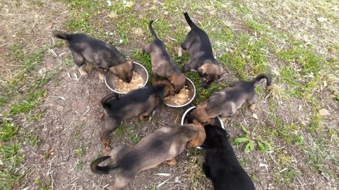 Group Seven Multicolored Cute Beautiful Puppies Stock Footage Video ...