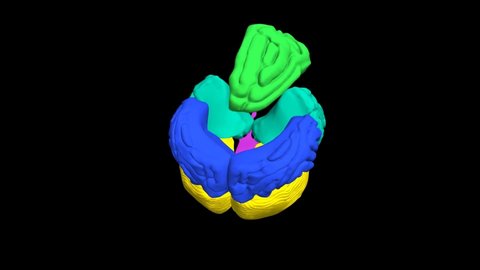 Brain Assembly 3d Animation Brain Structure Stock Footage Video (100% ...